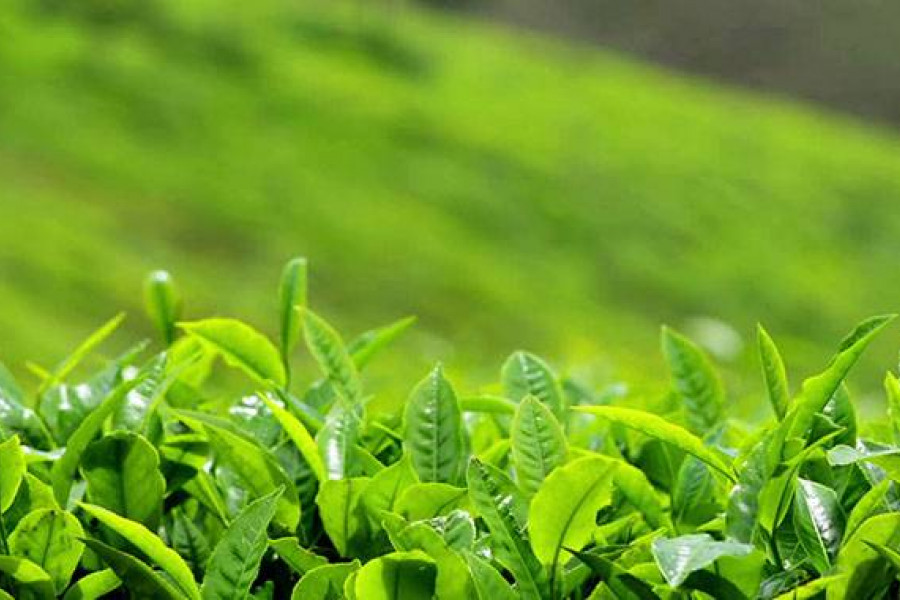 Tanganda Returns to Profitability as Avocado ,Tea Booms