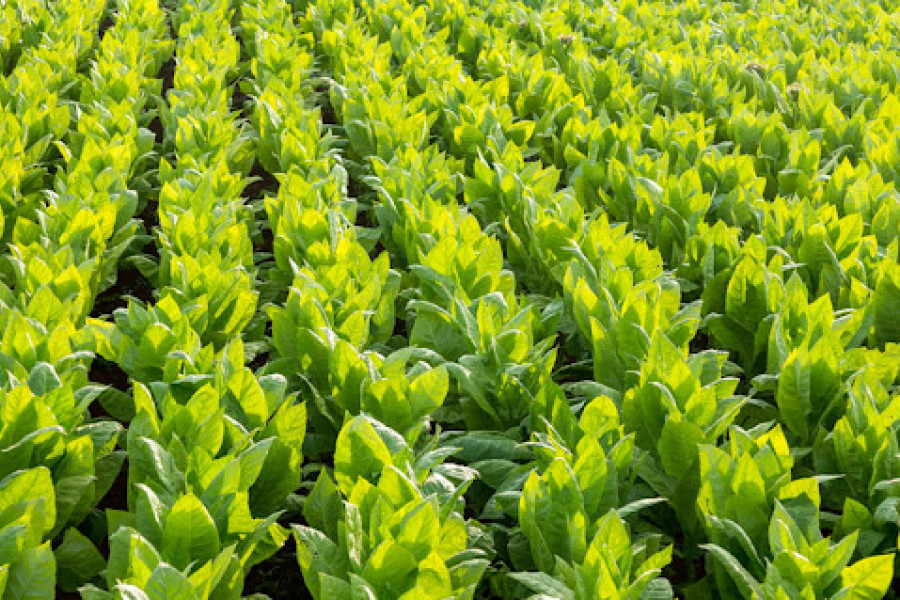 TIMB Renews Tobacco License Application Deadlines | Equity Axis