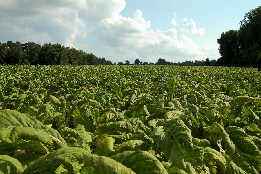 Tobacco Marketing Season Kicks Off Today: Essential Insights | Equity Axis