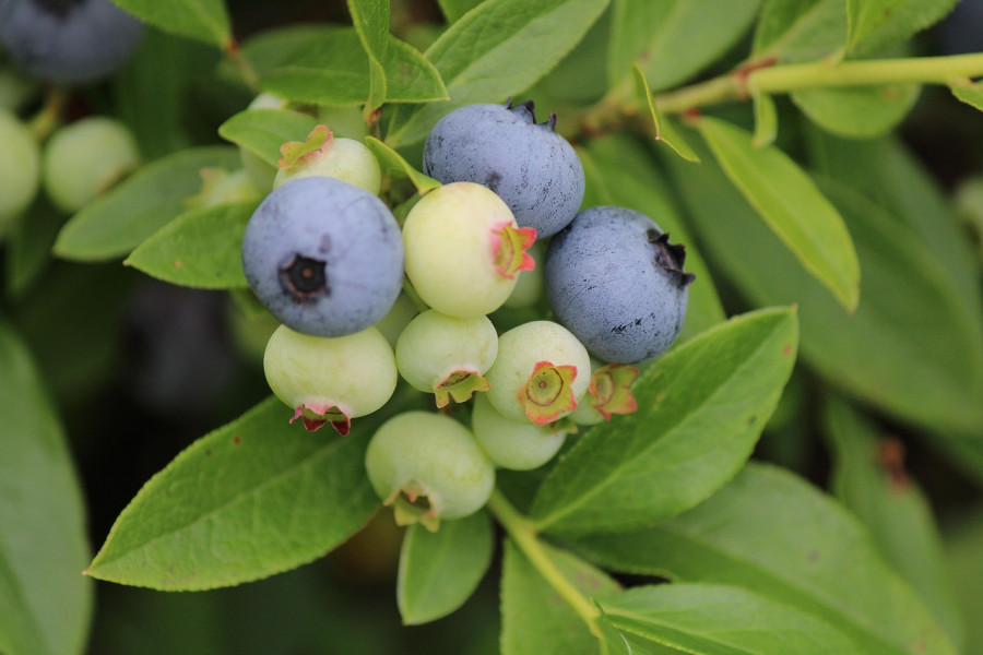 Zimbabwe Targets 50% Boost in 2025 Blueberry Output | Equity Axis