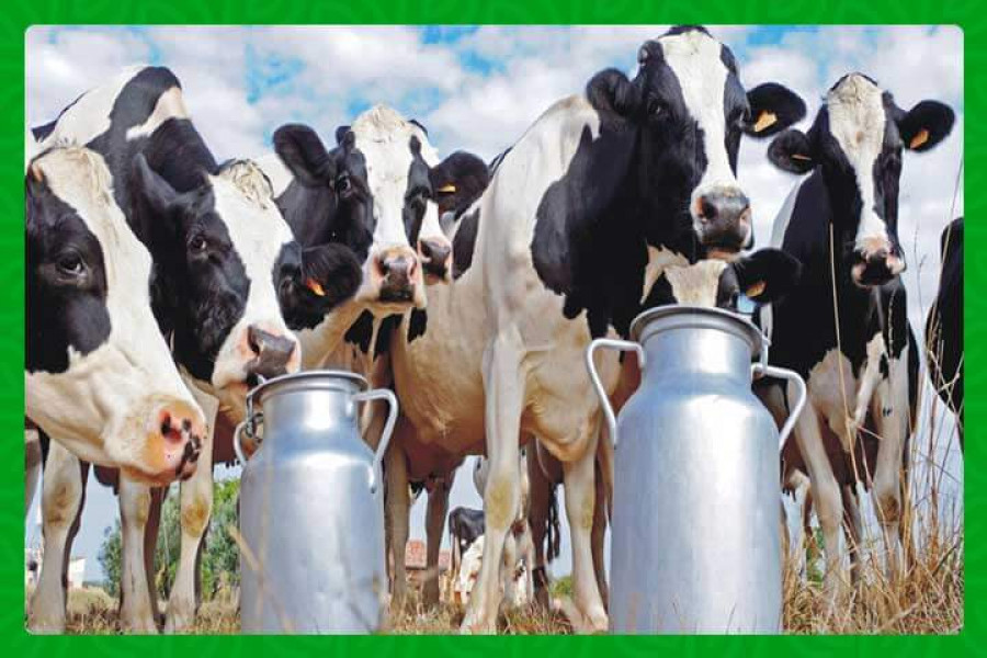 Zimbabwe’s Dairy Sector Records Highest Output in 2025, Here’s Why ...