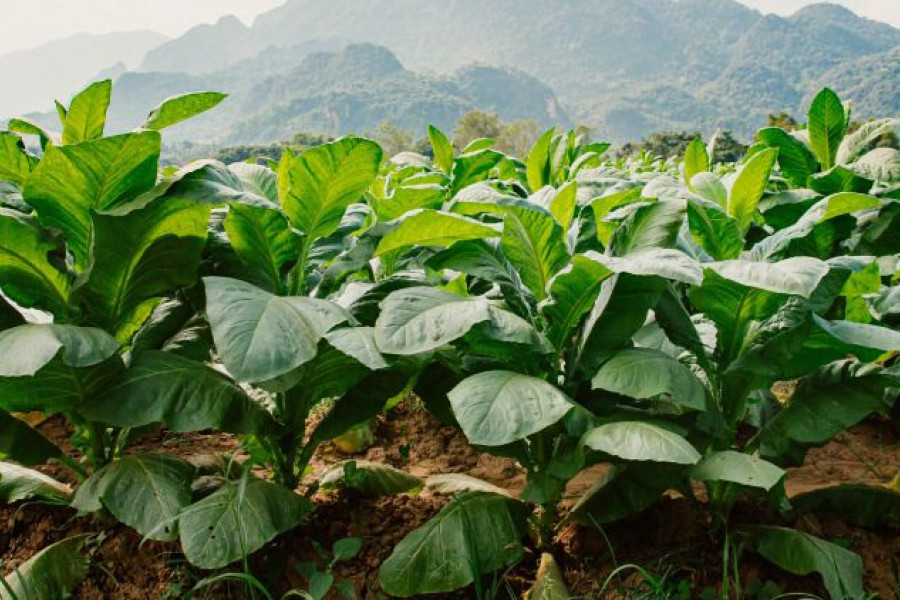 Zimbabwe Tobacco Season Opens With a Bearish Bang | Equity Axis