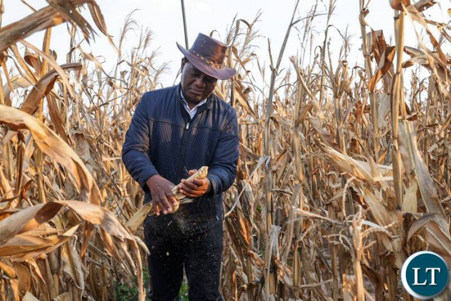 Zambia’s Maize Surplus Exceeds Zimbabwe’s Entire Harvest | Equity Axis