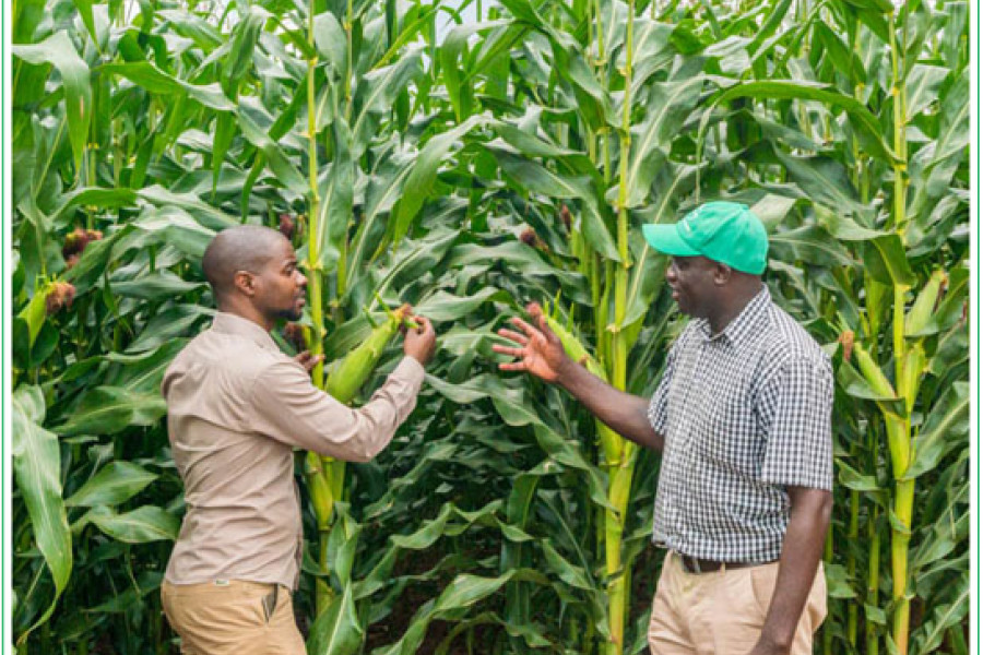 Farmers look to restore Zimbabwe to its former glory.