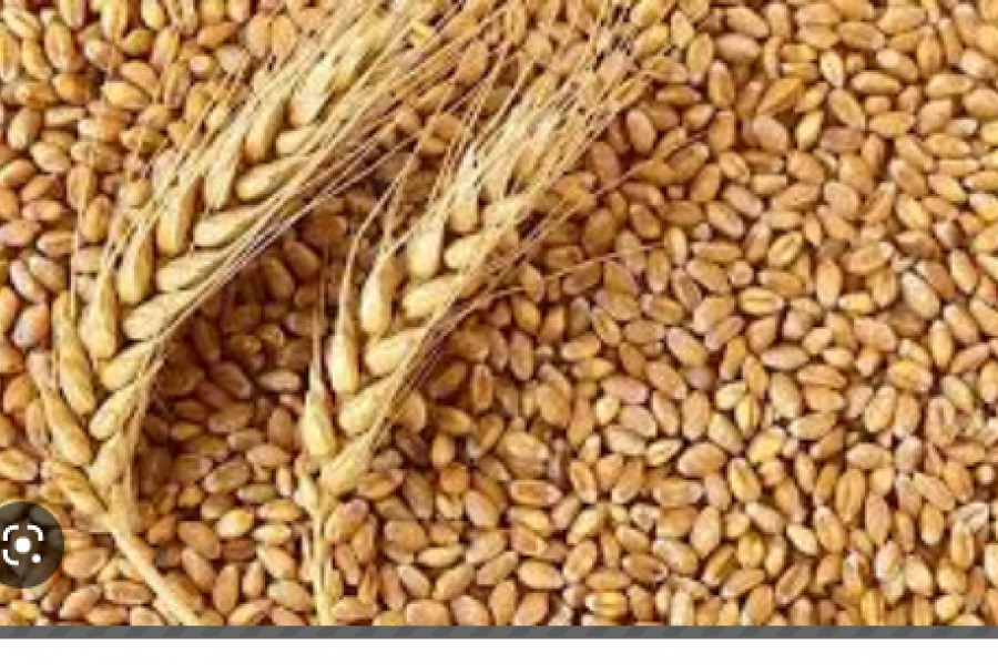 Zimbabwe Targets Self-Sufficiency in Wheat Production Through Increased ...