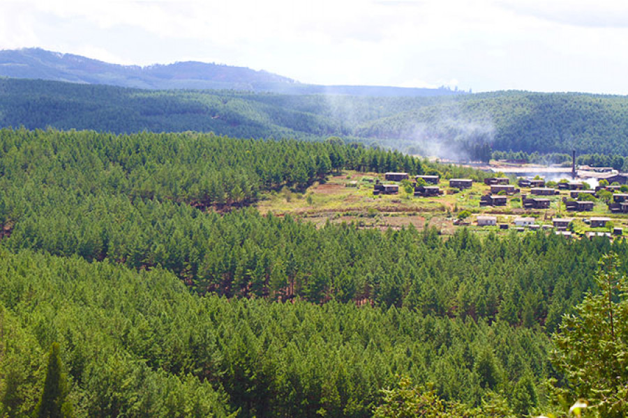 Border Timbers Set to Install New Sawmilling Equipment, Amid Production ...