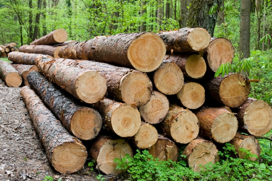 Border Timbers crowns FY’21 in sustained losses