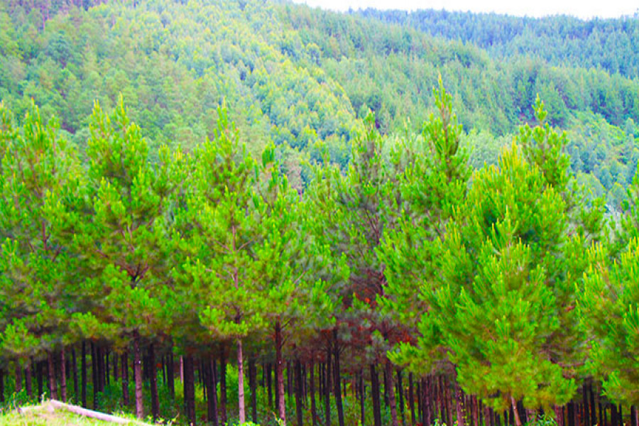 Border Timbers Set to Become Subsidiary of Cicada Plantations