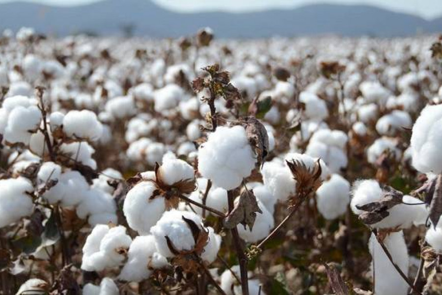 Govt's Growing Grip on Cottco: Can They Turn Tide, or Sink Ship?