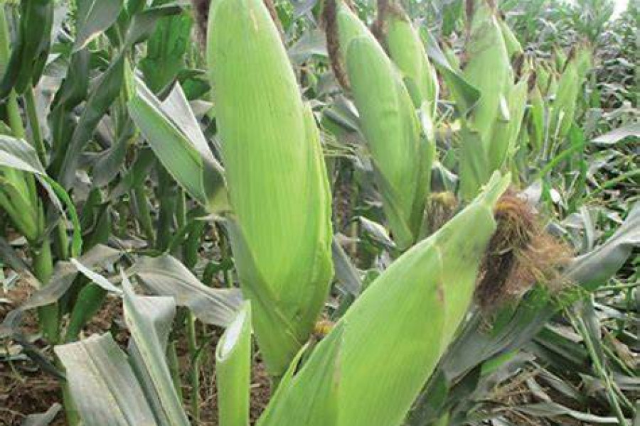 Seeds of Hope: Seed CO Int Narrows HY-Loss